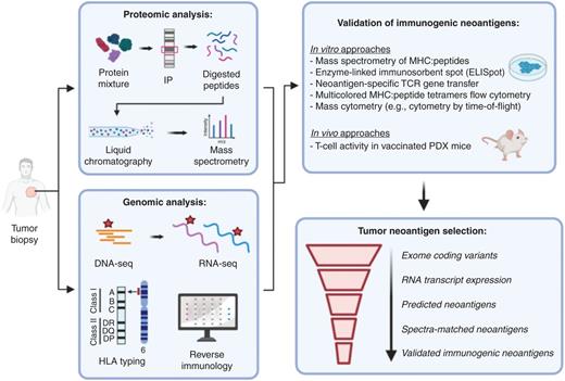 Exploiting Tumor Neoantigens to Target Cancer Evolution: Current ...