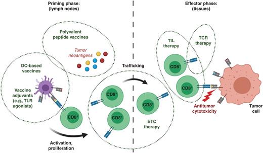 Exploiting Tumor Neoantigens to Target Cancer Evolution: Current ...