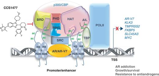 Toppling the HAT to Treat Lethal Prostate Cancer | Cancer Discovery ...