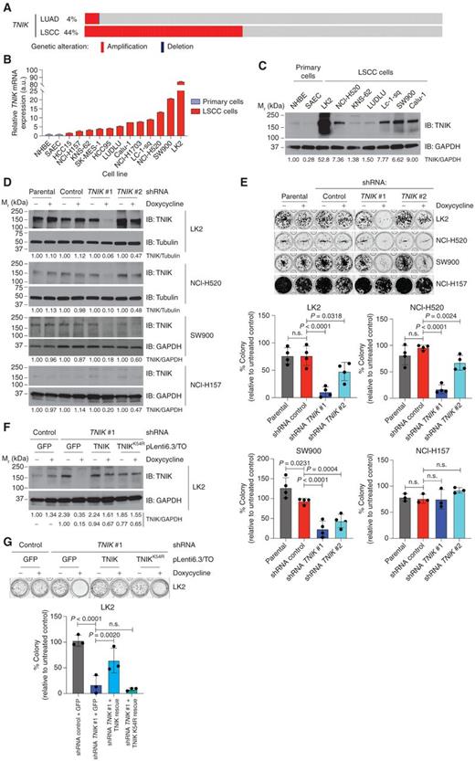 TNIK Is a Therapeutic Target in Lung Squamous Cell Carcinoma and ...