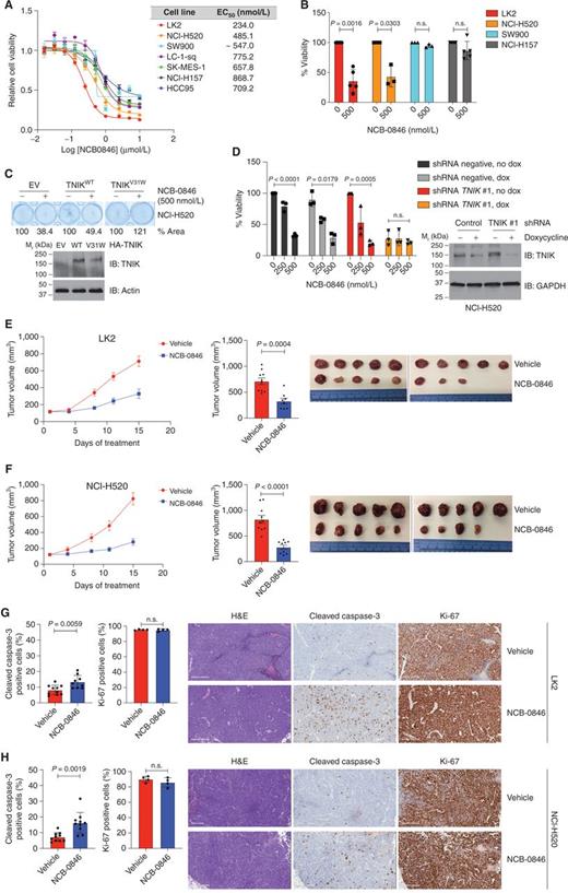 TNIK Is a Therapeutic Target in Lung Squamous Cell Carcinoma and ...