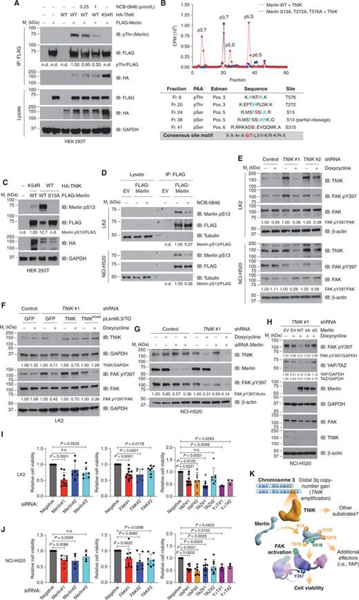 TNIK Is a Therapeutic Target in Lung Squamous Cell Carcinoma and ...