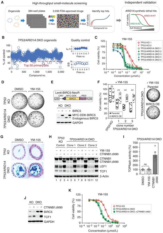 A CRISPR/Cas9-Engineered ARID1A-Deficient Human Gastric Cancer Organoid ...