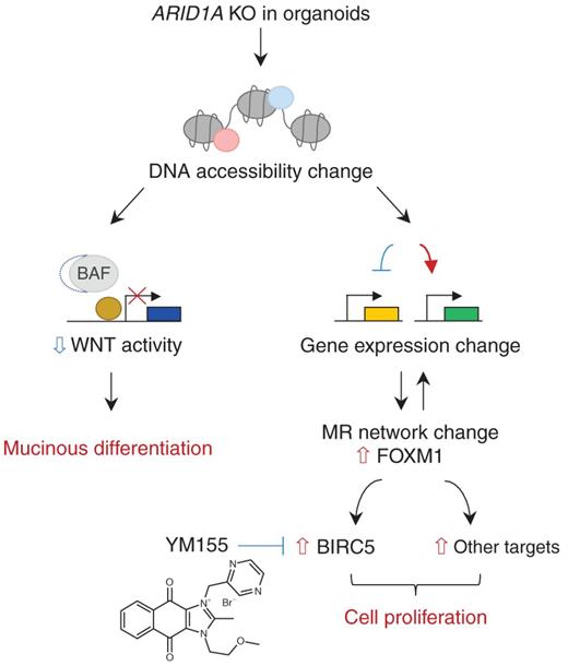 A CRISPR/Cas9-Engineered ARID1A-Deficient Human Gastric Cancer Organoid Model Reveals Essential ...