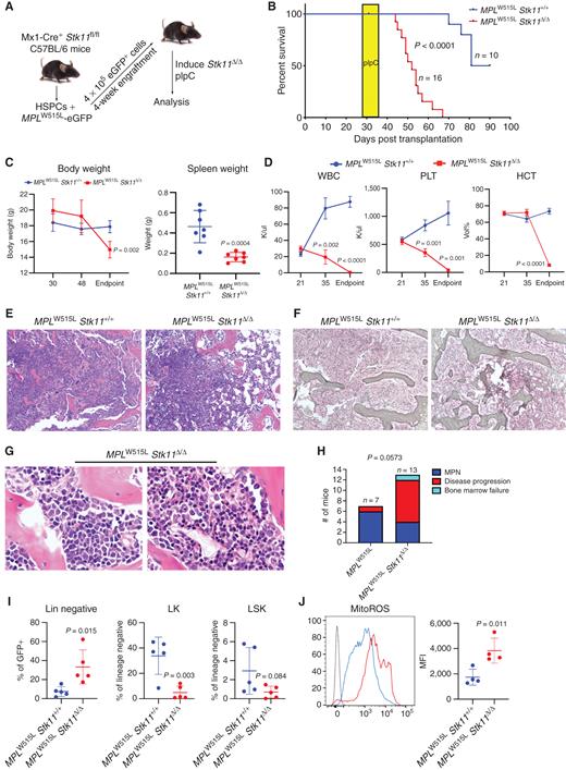 LKB1/STK11 Is a Tumor Suppressor in the Progression of ...