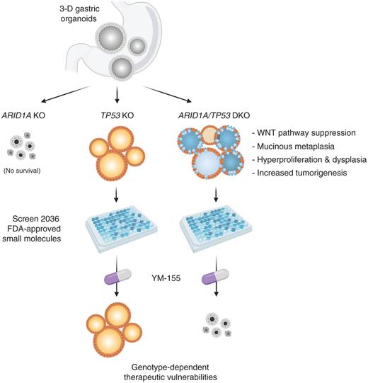 Revealing ARID1A Function in Gastric Cancer from the Bottom Up | Cancer ...