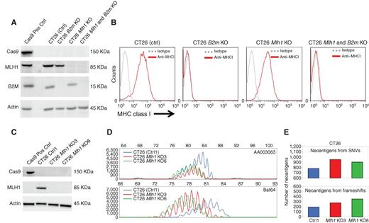 CD4 T Cell–Dependent Rejection of Beta-2 Microglobulin Null Mismatch ...