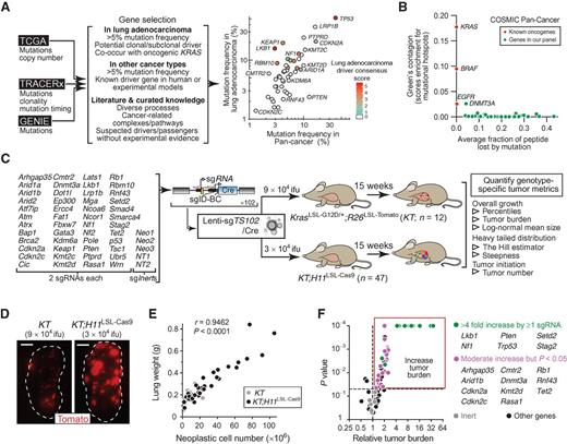 A Functional Taxonomy of Tumor Suppression in Oncogenic KRAS–Driven ...