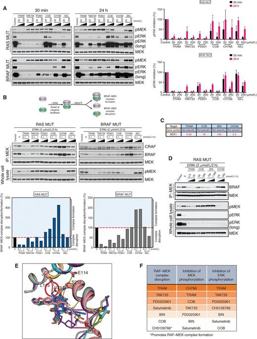 Exploiting Allosteric Properties of RAF and MEK Inhibitors to Target ...