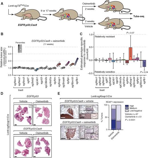 Genetic Determinants of EGFR-Driven Lung Cancer Growth and Therapeutic ...