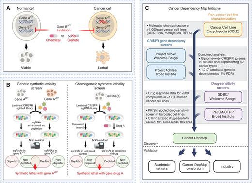 Synthetic Lethality in Cancer Therapeutics: The Next Generation | Cancer Discovery | American ...