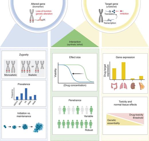 Synthetic Lethality in Cancer Therapeutics: The Next Generation ...