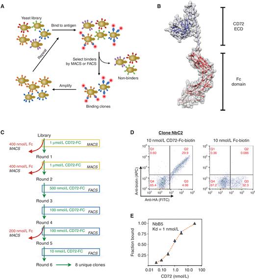 Surface Proteomics Reveals CD72 as a Target for In Vitro–Evolved ...