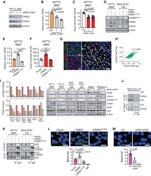 Oncogenic KRAS Recruits an Expansive Transcriptional Network through ...
