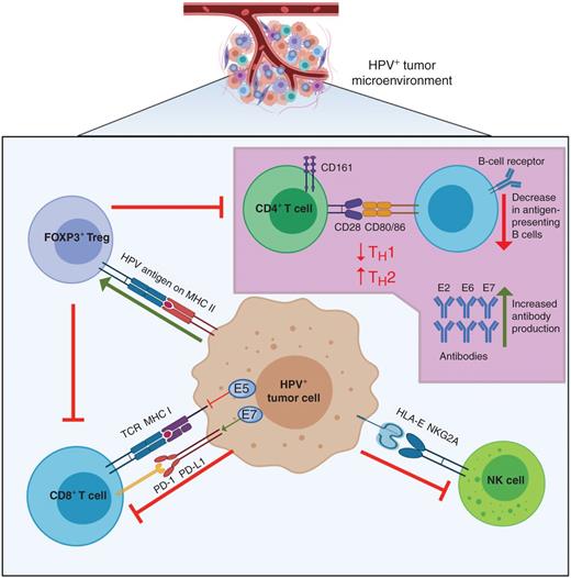 Tumor Immunity and Immunotherapy for HPV-Related Cancers | Cancer ...
