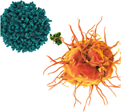 TIM3 Blockade in Dendritic Cells May Potentiate Antitumor Immunity ...