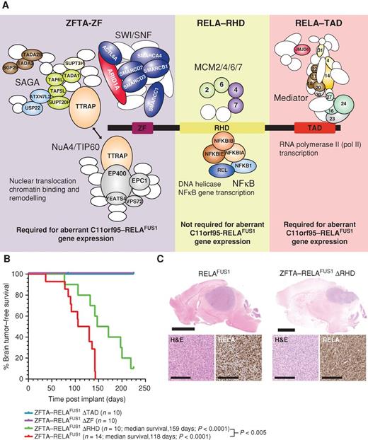 ZFTA Translocations Constitute Ependymoma Chromatin Remodeling and ...