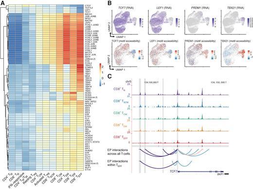 Integrative Bulk and Single-Cell Profiling of Premanufacture T-cell ...