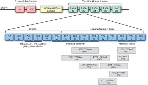 Targeting EGFR Exon 20 Insertions in Non–Small Cell Lung Cancer: Recent ...