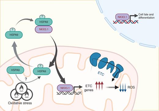 Spatiofunctional Dynamics of NKX3.1 to Safeguard the Prostate from ...