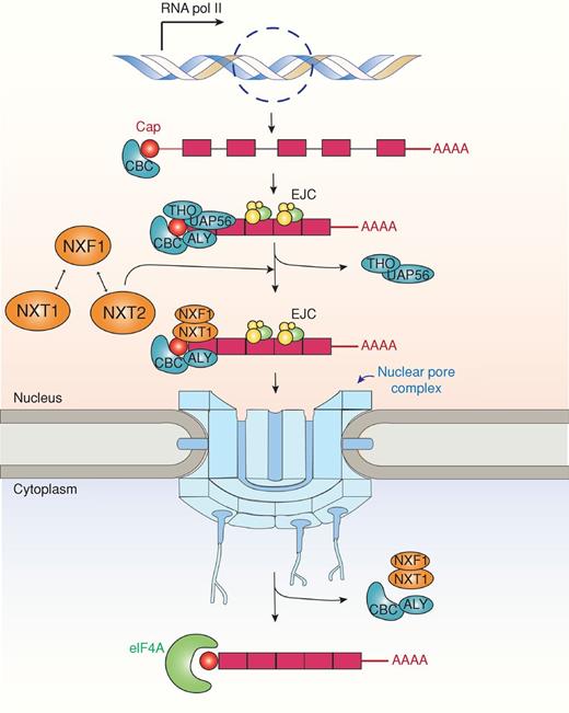 mRNA Export as a Novel Cancer-Specific Dependency | Cancer Discovery ...