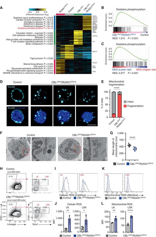 Mitochondrial Fragmentation Triggers Ineffective Hematopoiesis in Myelodysplastic Syndromes ...