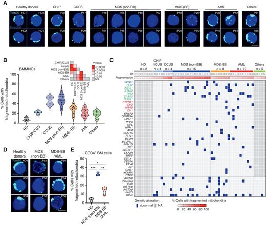 Mitochondrial Fragmentation Triggers Ineffective Hematopoiesis in ...