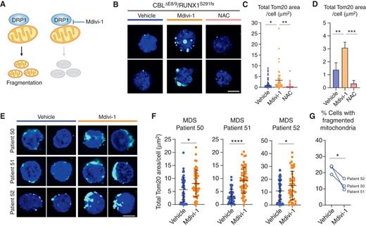 Mitochondrial Fragmentation Triggers Ineffective Hematopoiesis in ...