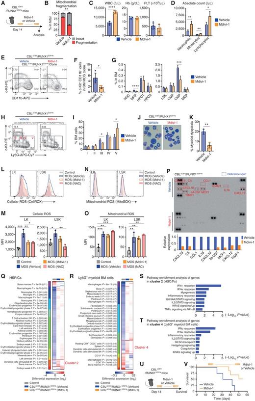 Mitochondrial Fragmentation Triggers Ineffective Hematopoiesis in ...