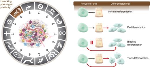 Hallmarks of Cancer: New Dimensions | Cancer Discovery | American ...
