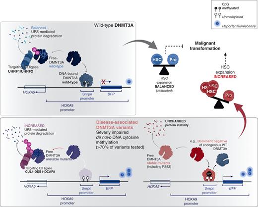 To Degrade or Not to Degrade DNMT3A | Cancer Discovery | American ...