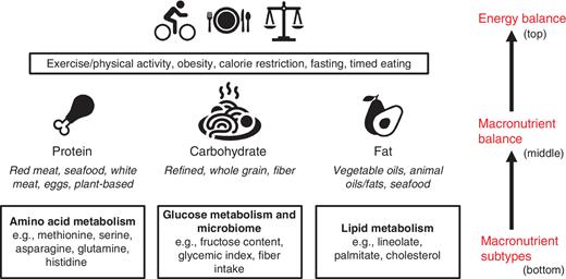 Diet and Exercise in Cancer Metabolism | Cancer Discovery | American ...