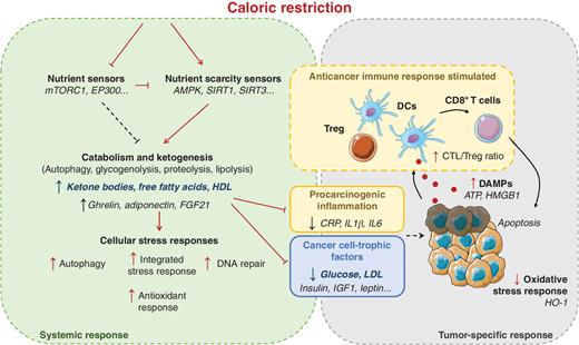 Science-Driven Nutritional Interventions for the Prevention and ...