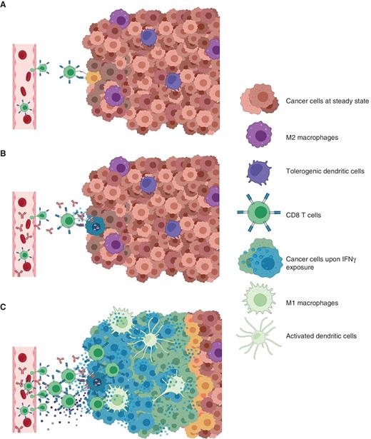 When Cancer Cells Become the Enablers of an Antitumor Immune Response | Cancer Discovery ...