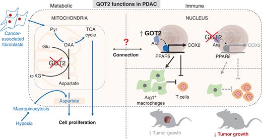 GOT2: An Unexpected Mediator of Immunosuppression in Pancreatic Cancer ...