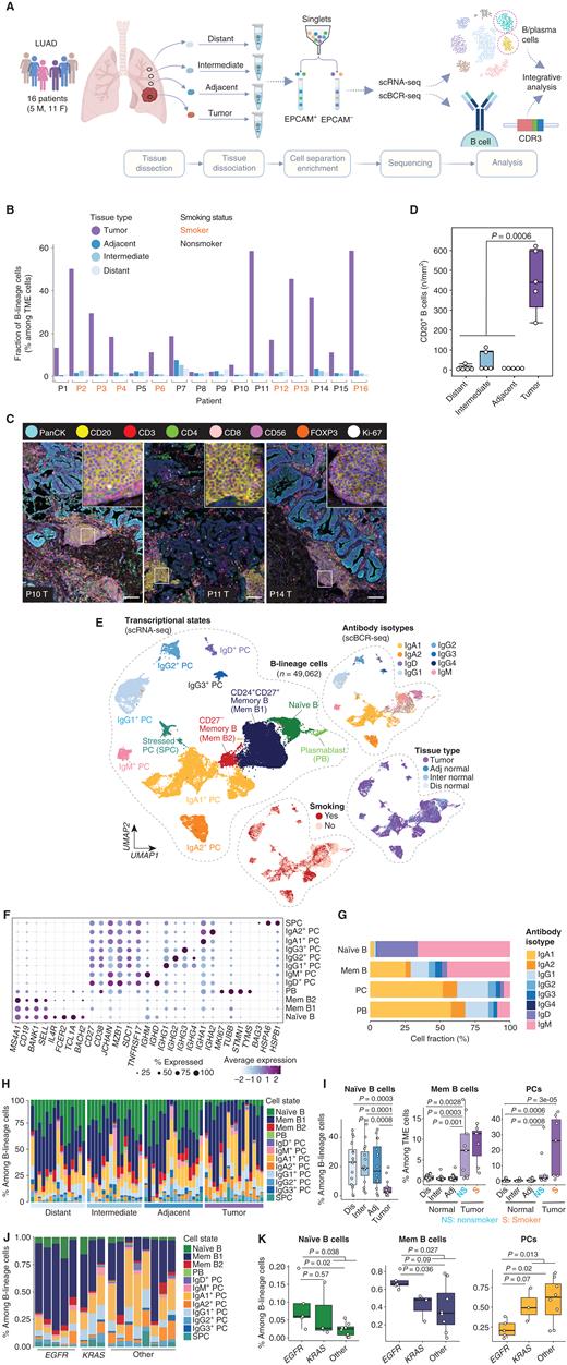 The Single-Cell Immunogenomic Landscape of B and Plasma Cells in Early ...