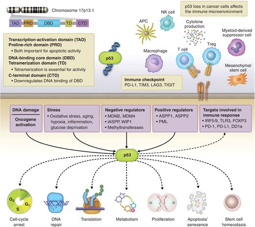 TP53-Mutated Myelodysplastic Syndrome and Acute Myeloid Leukemia: Biology, Current Therapy, and ...