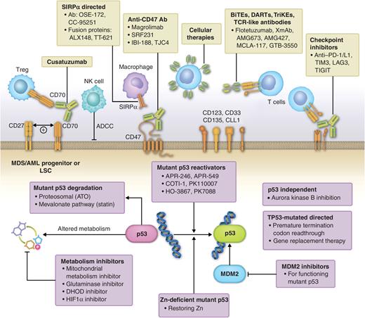 TP53-Mutated Myelodysplastic Syndrome and Acute Myeloid Leukemia ...