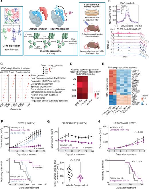 BAF Complex Maintains Glioma Stem Cells in Pediatric H3K27M Glioma ...