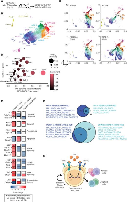 Distinct Tumor Necrosis Factor Alpha Receptors Dictate Stem Cell ...