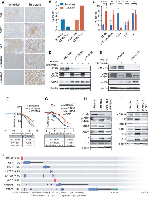 INK4 Tumor Suppressor Proteins Mediate Resistance to CDK4/6 Kinase ...