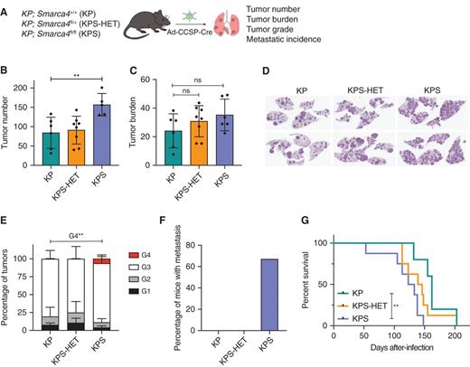 Smarca4 Inactivation Promotes Lineage-Specific Transformation and Early ...