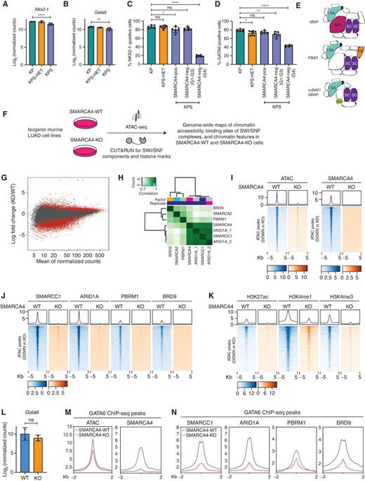 Smarca4 Inactivation Promotes Lineage-Specific Transformation and Early ...