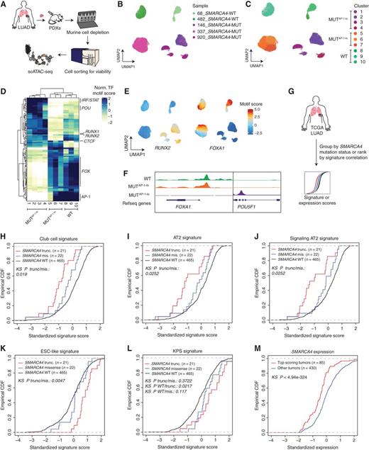 Smarca4 Inactivation Promotes Lineage-Specific Transformation and Early ...