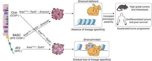 Smarca4 Inactivation Promotes Lineage-Specific Transformation and Early ...