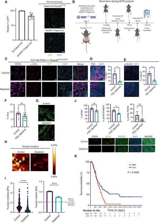 Mesenchymal Lineage Heterogeneity Underlies Nonredundant Functions of ...