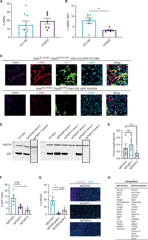 Mesenchymal Lineage Heterogeneity Underlies Nonredundant Functions of ...