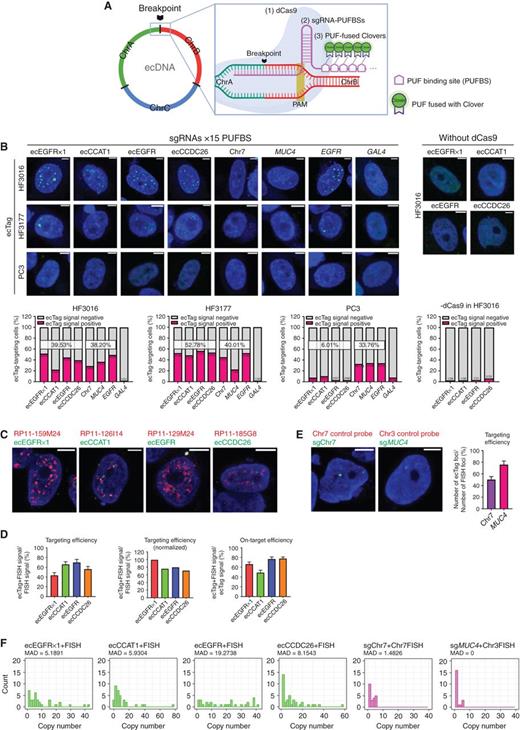 Live-Cell Imaging Shows Uneven Segregation of Extrachromosomal DNA ...