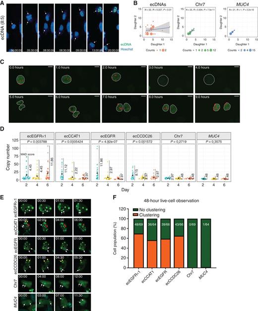 Live-Cell Imaging Shows Uneven Segregation of Extrachromosomal DNA ...