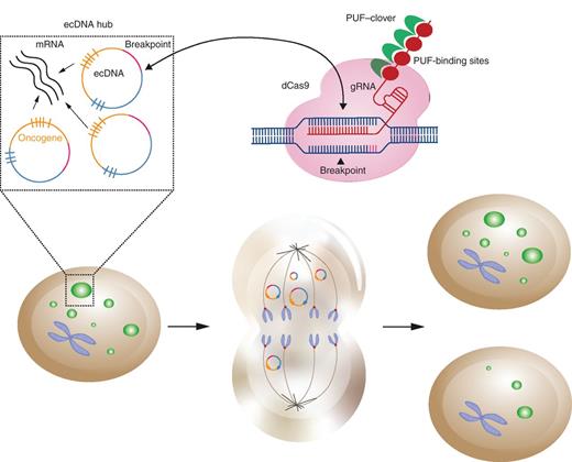 Shedding Light on ecDNA Behavior Using CRISPR-Based Live-Cell Imaging ...